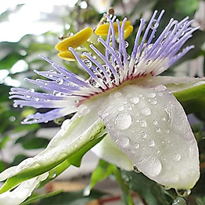QAUZUY GARDEN- 10 Rare Blue Crown Passiflora Caerulea Seeds Passion Flower Attractive Fragrant Ornamental Vine for Garden Fast- Growing Attract Pollinators