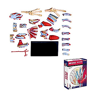 Human Hand Skeleton Model Anatomical Model Anatomy DIY Gift Children Puzzle Educational Model Internal Organs Model Human Hand Model Anatomical Models Of The Human Hand For Students Hand Anatomy Model