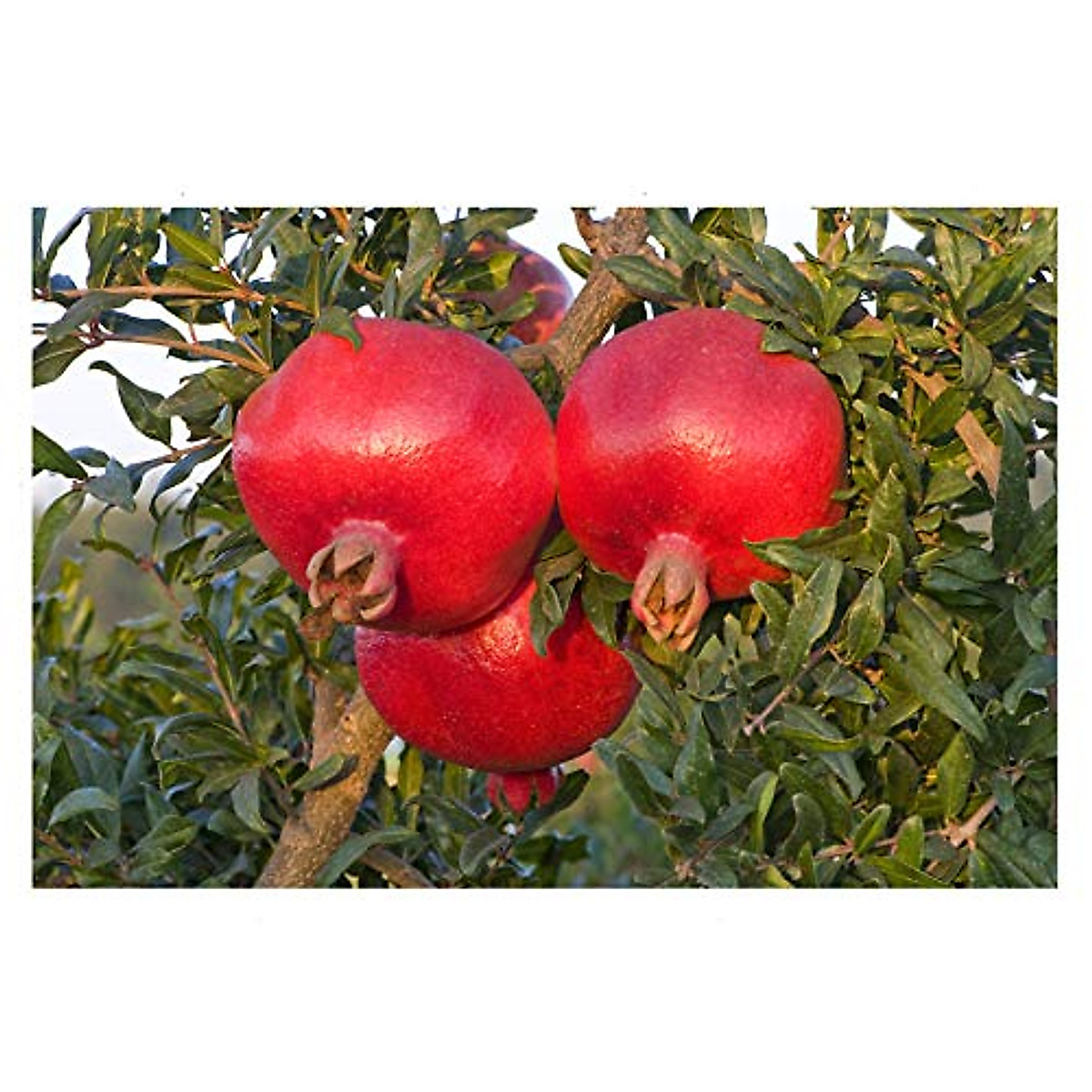Pomegranate Tree Seeds for Planting, 30+ Fruit Tree Seeds, Tall & Beautiful Tree, (Isla's Garden Seeds), 85% Germination Rates, Great Home Garden Gift