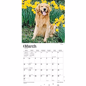 Golden Retrievers | 2024 12 x 24 Inch Monthly Square Wall Calendar | Foil Stamped Cover | BrownTrout | Animals Dog Breeds Retriever