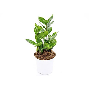 ZZ Plant | 4 inch | Tropical Ambiance