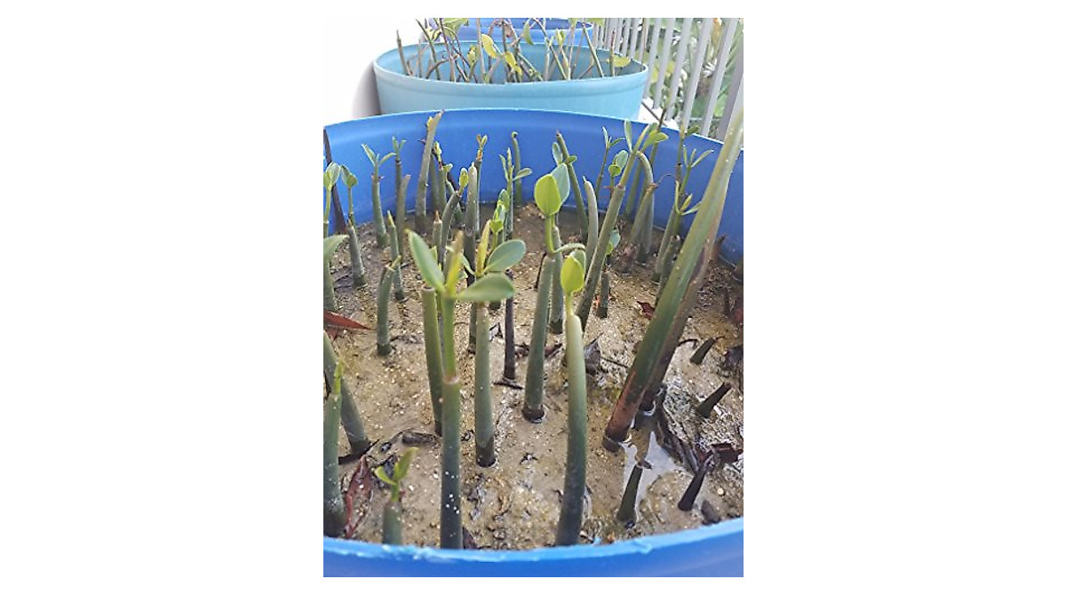 5 LIVE Mangroves - Red Mangrove Seedlings - Filtration, Aquarium, Reef ...