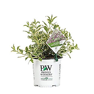1 Gallon My Monet Purple Effect (Weigela) Live Plant, Purple Flowers