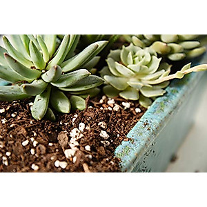 All Natural Succulent and Cactus Soil Mix by Perfect Plants | Made in The USA | 4 Quarts for All Succulent Varieties | Formulated for Proper Drainage