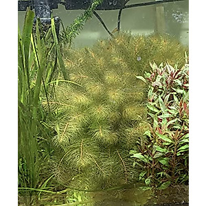 Marcus Fish Tanks Red Myrio Myriophyllum Heterophyllum Foxtail Watermilfoil Live Aquarium Plants