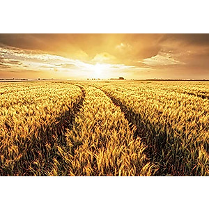 Renaiss 10x8ft Gold Cornfield Backdrop for Photoshoot Yellow Sunshine Clouds Harvest Field Photography Background Photo Booth Live Broadcast Video Prop Portraiture Party Family Gathering Outdoor Decor