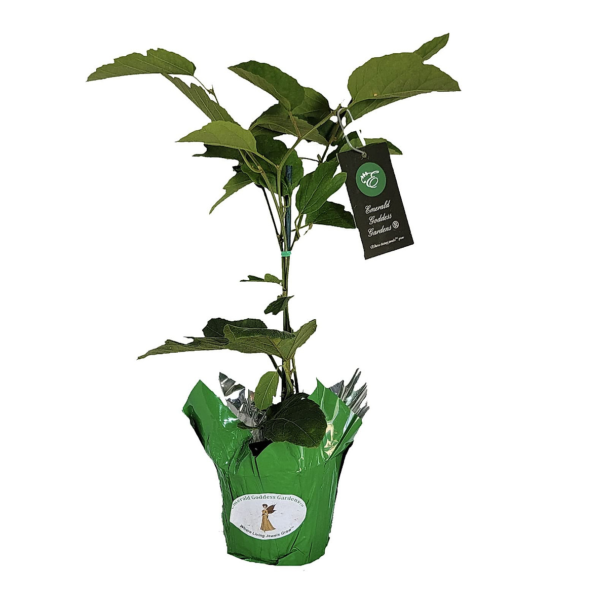 Scarlet Flame Red Passion Flower Vine Live Plant Passiflora Hybrid Starter Size 4 Inch Pot Emeralds TM