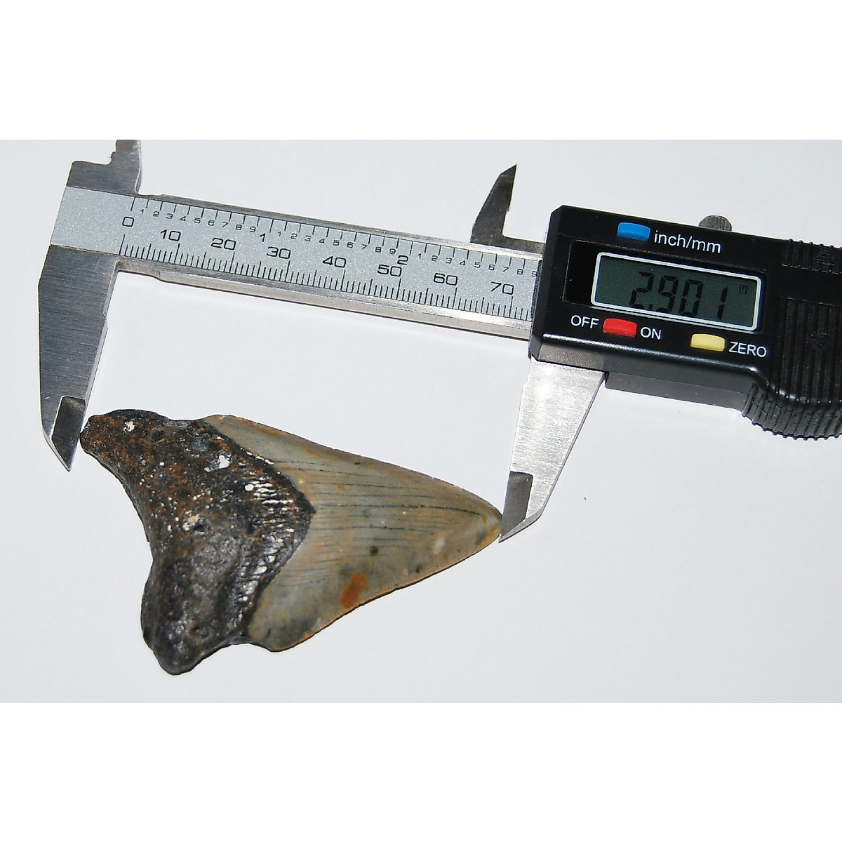 MEGALODON TOOTH Fossil SHARK 2.901 inches - Up to 25 Million Years Old #1516 5o