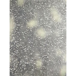 Generic Infusoria Starter Culture Live Food Corydoras bettas & More!