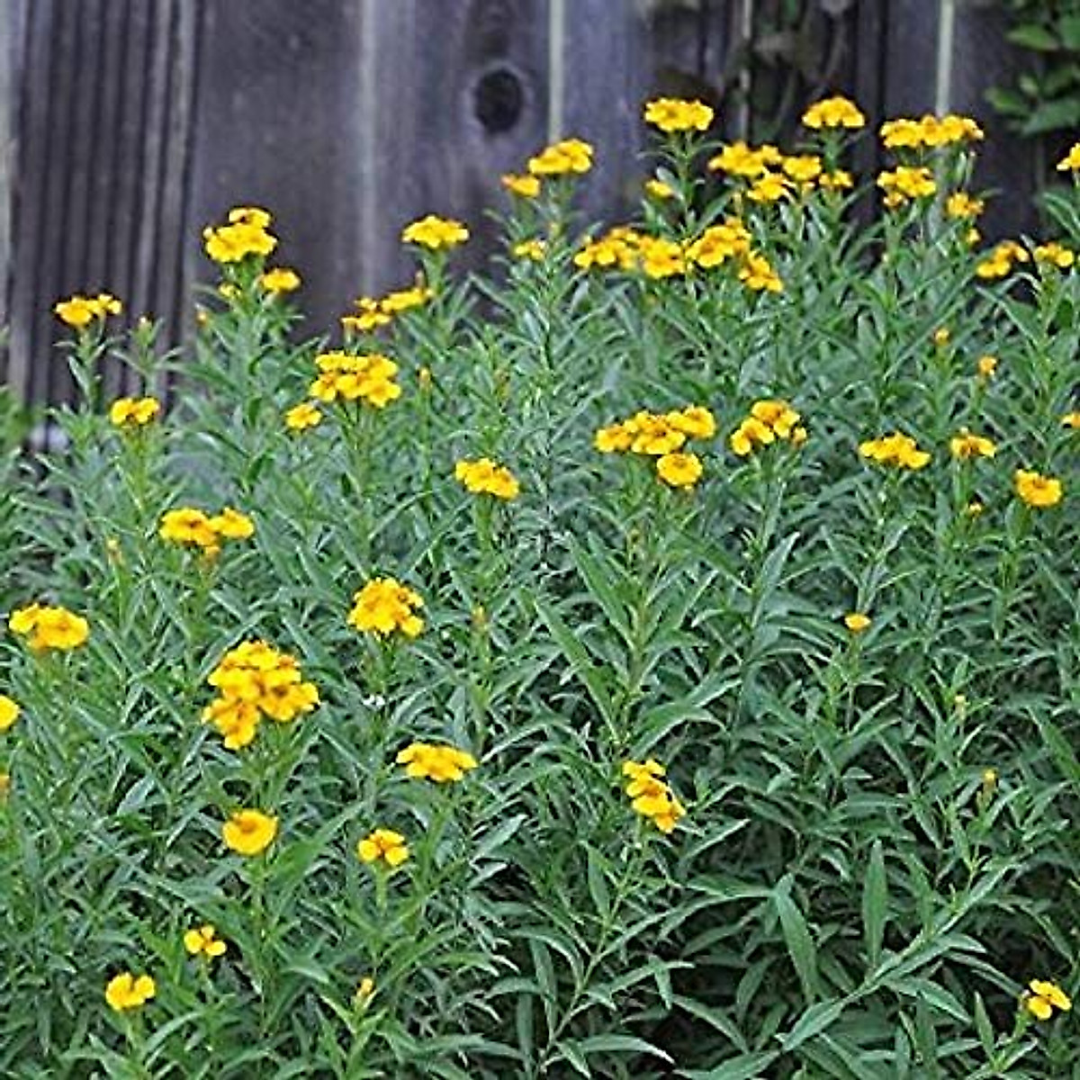 David's Garden Seeds Herb Tarragon Mexican 9947 (Green) 200 Non-GMO, Heirloom Seeds