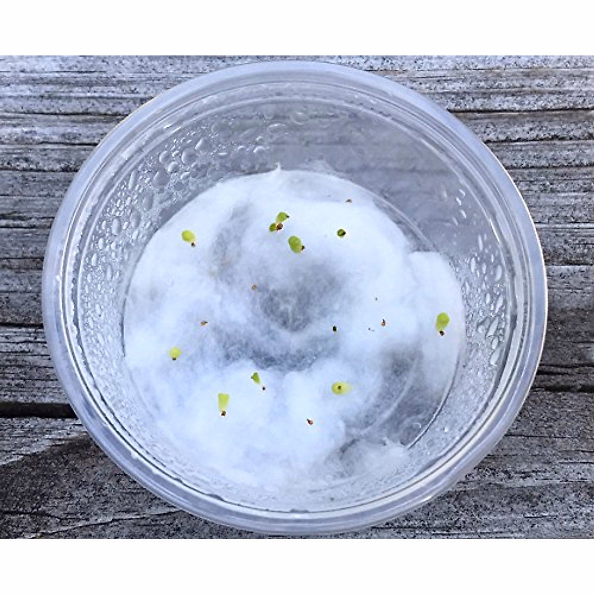 Micro Landscape Design Lithops 25 Seeds with High Germination Freshly Harvest with Mini Live Lithops and Germination Kit (Lithops Seed Mix + Mini Plant + Kit)