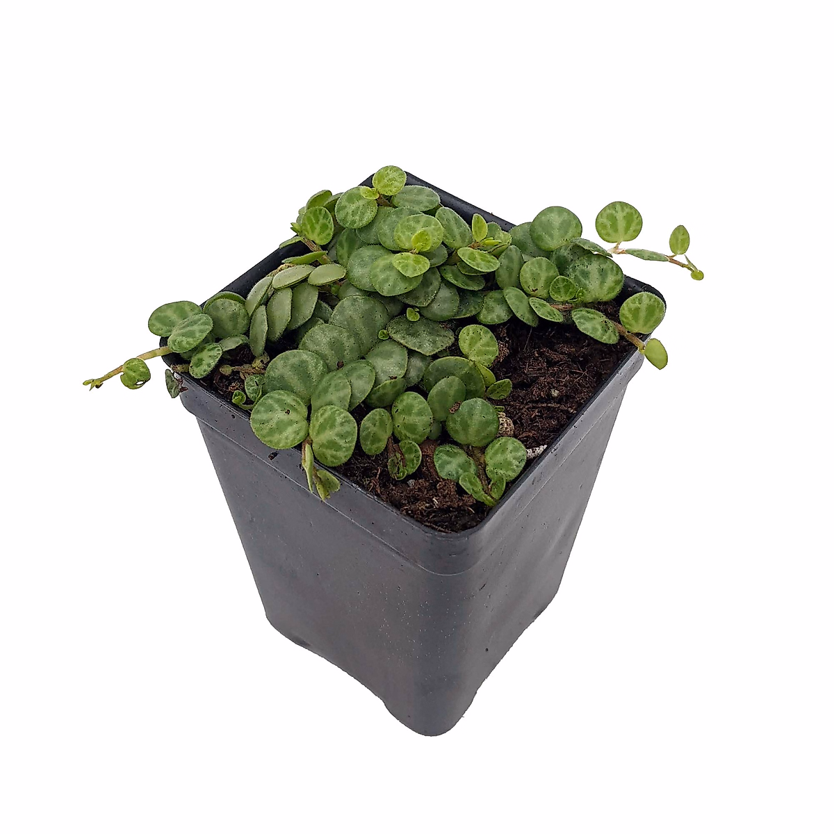 String of Hearts/Turtles/Peace Sign/Cross - Peperomia prostrata- 2.5" Pot