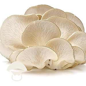 Epic Mushrooms: Lab-Grade Liquid Culture Syringe (Pearl Oyster (Pleurotus Ostreatus))