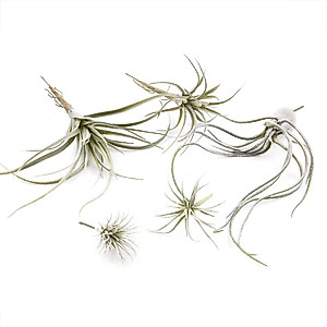 CHIVE Artificial Air Plants — Bulk Set of 5, Large — Ultra Realistic Fake Tillandsia Bromeliad Plants — Decorative Faux Succulents for Home & Office Decor — No Care Needed!