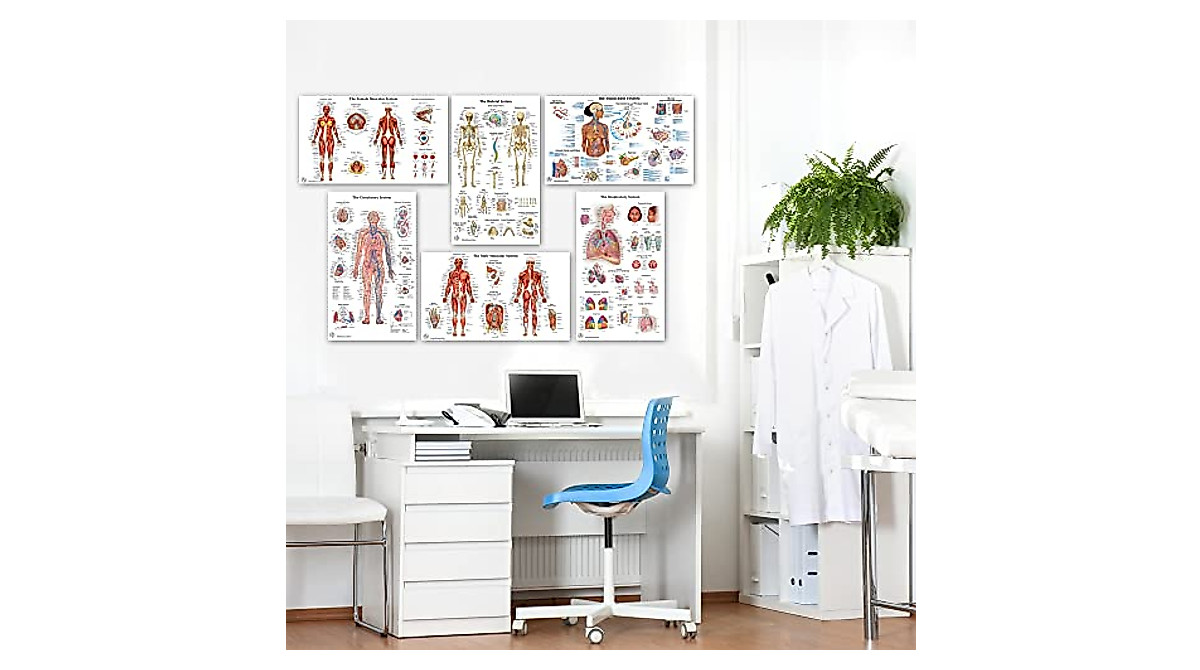 Anatomy Posters Set - Educational Wall Charts for Medical Study