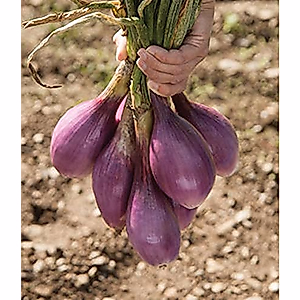 David's Garden Seeds Onion Long Day Red Long of Tropea (Red) 200 Non-GMO, Heirloom Seeds