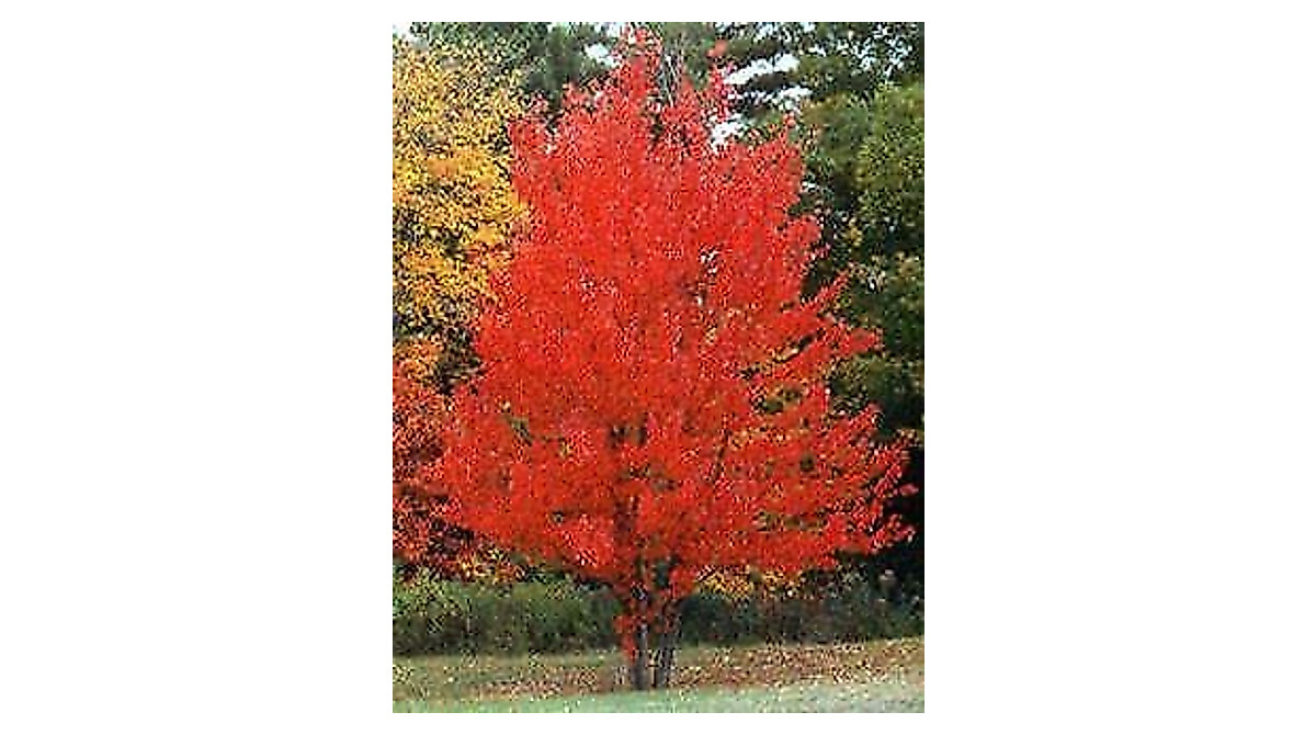 Buy Brandywine Maple Shade Tree - Stunning Fall Colors & Shade