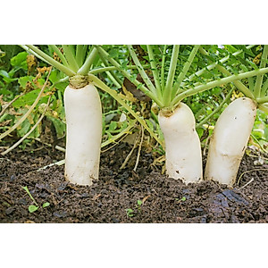 Bulk Daikon Radish Seeds for Food Plot or Cover Crop - Chinese, Japanese, or Oriental Radish - Easy to Grow (5 Pounds)