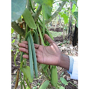 25 Tahitian Extract Grade B Vanilla Beans 4~6" by Vanilla Products USA