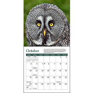 WWF Owls Mini Wall Calendar 2021, 7" x 7"
