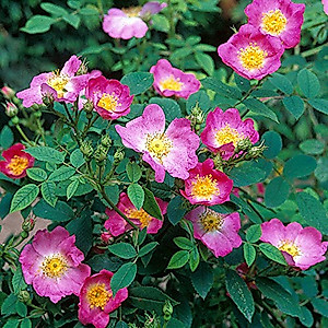 1216-Puppy Rose (Rosa Canina) Seeds by Robsrareandgiantseeds UPC0764425788690 Non-GMO,Organic,USA Grower,Historic plants,Showy,Bonsai,Exotic,Rosehip-Tea-Oil-Syrup,Wild-Dog Rose,1216 Package of 7 Seeds