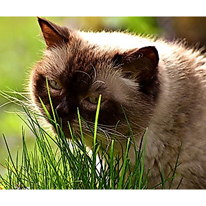 Crafted-Brand Simple Cat Grass Blend | 100% US Organic + 4 Popular Seeds | Wheat, Barley, Oats, and Rye Seed Mix Combo | Show Your Love with a Healthy Pet Treat and Snack (6 Ounce (~4800 Seeds))