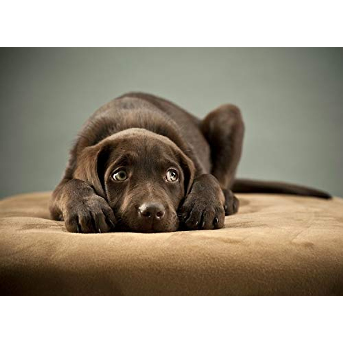 MY LUCKY PETS LLC Dog Stress Bites - Dog Relaxant - STESS and Anxiety Relief Calmer - Advanced Platinum Formula - Valerian Root for Dogs - 1 Bottle (90 Chewable Tablets)