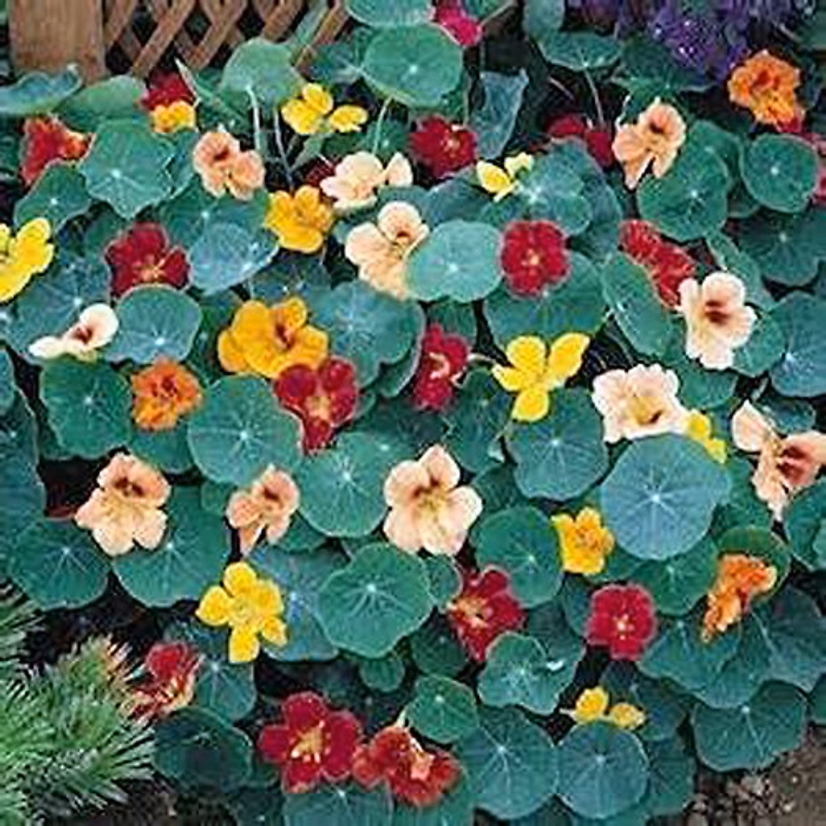 Nasturtium, Whirly Bird Mix Seeds, 25+ Seeds, Newly Harvested-Beautiful Flower