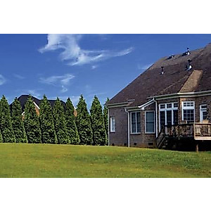 Thuja Arborvitae Green Giant - 10 Live Quart Size Plants - Evergreen Privacy Trees