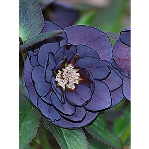 Perennial Farm Marketplace Helleborus x W.J. 'Onyx Odyssey' (Lenten Rose) Perennial, 1 Quart, Near Black Flowers