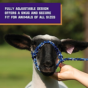 Weaver Livestock Poly Rope Sheep Halter, Modern Style Braid Sheep and Goat Rope Halter, Adjustable Lamb Halter Lead, Livestock Sheep Showing Supplies
