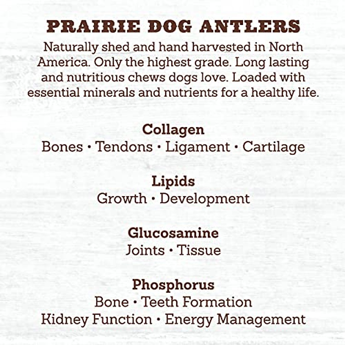 Prairie Dog | Deer Antler Chew | Naturally Shed - Hand Harvested in North America | X-Large | 8-9"