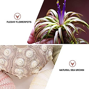 4Pcs Conch Shell Large Sea Urchin Plant Pot Sea Shells Air Plant Holder Bonsai Air Plant Planter Tillandsia Holde Display Container Beach Garden sea Urchin Shell Decoration air Plant Holder