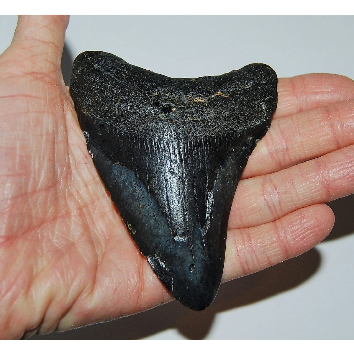MEGALODON TOOTH Fossil SHARK 3.879 inches - Up to 25 Million Years Old #1537 7o