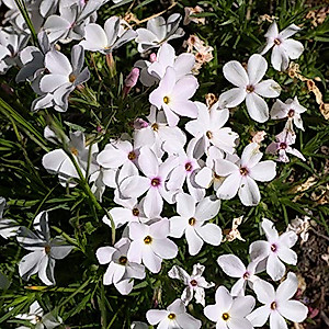 Outsidepride Mountain Phlox Wild Flowers for Full Sun or Partial Shade - 5000 Seeds