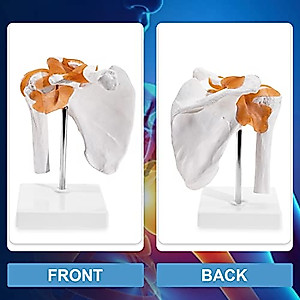 Winyousk Shoulder Joint Model, Scientific Medical Shoulder Anatomy Model with Functional Ligaments for Classroom Study Display Medical Teaching Model