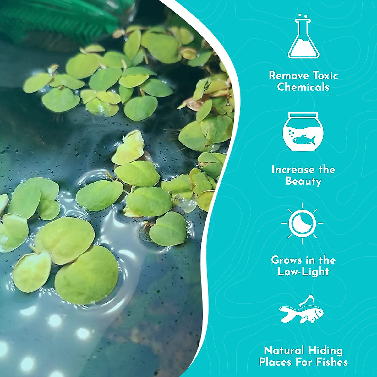 Canton Aquatics - 30+ Red Root Floater - Live Aquarium Plants - 4oz Cup