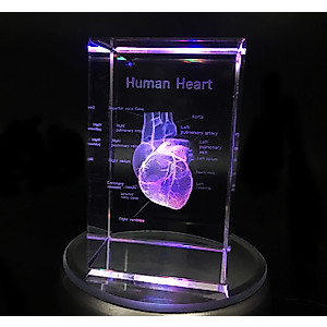 3D Human Heart Anatomical Model Paperweight(Laser Etched) in Crystal Glass Cube Science Gift (No Included LED Base)(3.1x2x2 inch)