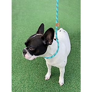 Petarea 5 FT Slip Lead Dog Leash, Heavy Duty Rope Leash for Small Medium Large Dogs, No Pull Training Lead with Reflective Thread, Strong Comfortable Loop Leash (Teal Stripe, Medium(3/8"))