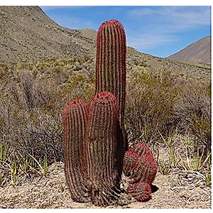 1151-Giant Red Barrel Cactus (ferocactus pilosus) Seeds by Robsrareandgiantseeds UPC0764425787808 Non-GMO,Organic,USA Grower,Bonsai,1151 Package of 5 Seeds