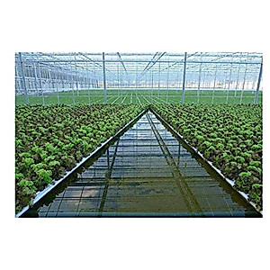 1.5 inch Rockwool/Stonewool Grow Cubes Starter Sheets for Cuttings, Cloning, Plant Propagation, Seed Starting Hydroponic Grow Media Growing Medium for Vigorous Plant Growth (28, 1.5)1