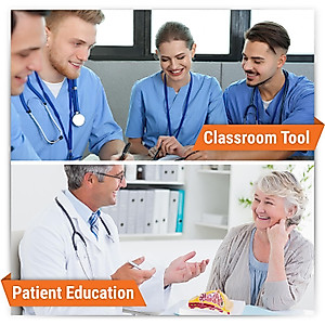 Breast Cross-Section Model | Human Body Anatomy Replica of Breast w/Common Pathologies for Doctors Office Educational Tool | GPI Anatomicals