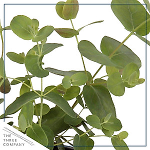 Live Aromatic and Healthy Herb - Eucalyptus (6 Per Pack), Assorted Varieties - Natural Air Purifier, 8" Tall by 3" Wide in 1 Pint Pot