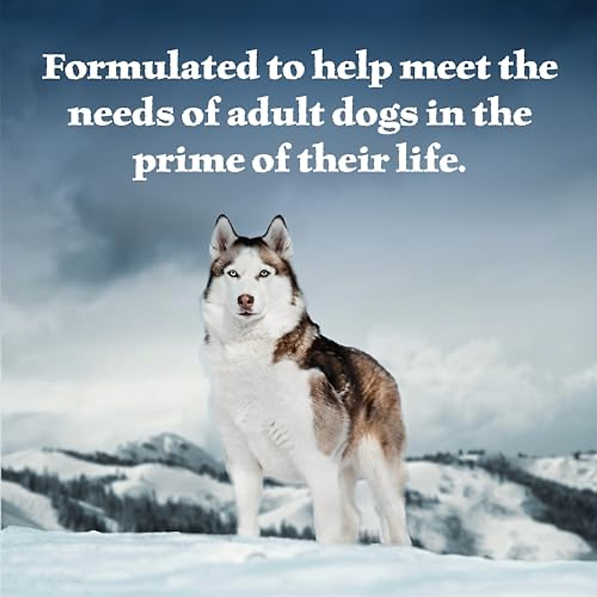 Blue Buffalo Wilderness Natural High Protein Wet Food for Adult Dogs, Turkey & Chicken Grill with Wholesome Grains, 12.5-oz Cans, 12 Count