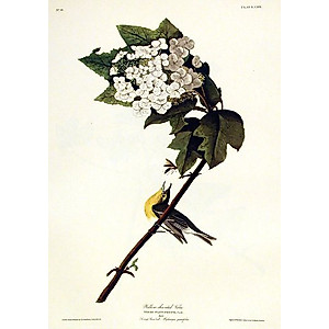 Yellow-throated Vireo. From"The Birds of America" (Amsterdam Edition)