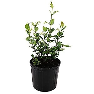 AMPLEX Confederate Jasmine Vine Live Plant, 3 gallon, Creeping Vine