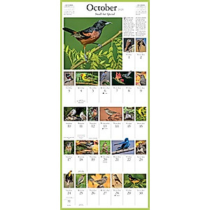 Audubon Songbirds and Other Backyard Birds Picture-A-Day Wall Calendar 2021