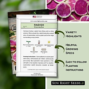 Sow Right Seeds - Watermelon Radish Seed for Planting - Non-GMO Heirloom Packet with Instructions to Plant a Home Vegetable Garden - Great Gardening Gift (1)
