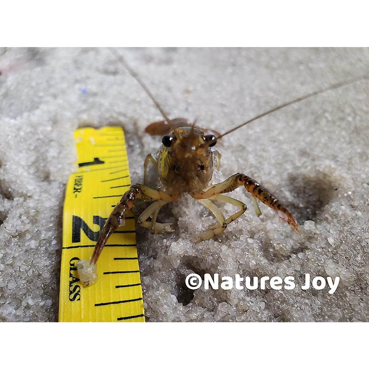 Live Mosquitofish Trumpet Snails Freshwater Aquarium Pond Crayfish Craydad Feeders Fish Food Combo Value Pack