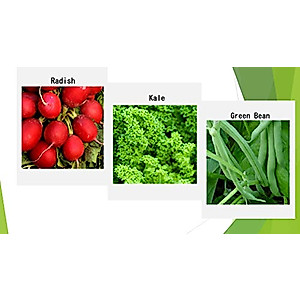 Premium Winter Vegetable Seeds for Planting Organic Non-GMO Heirloom Seeds 12 Varieties: Radish, Pea, Broccoli, Beet, Carrot, Cauliflower, Green Bean, Kale, Arugula, Cabbage, Asparagus, Brussel Sprout